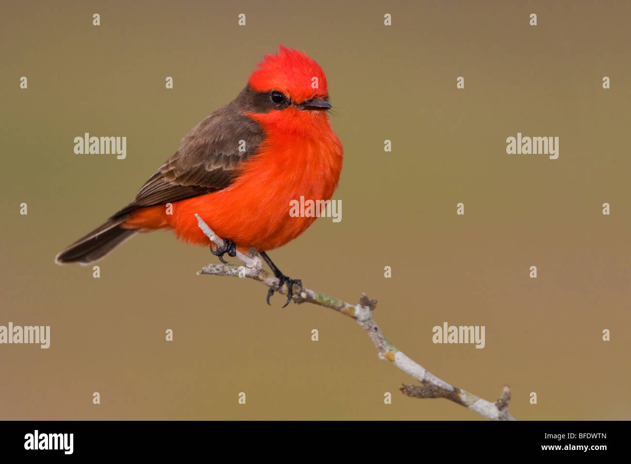 Vermillion Flycatcher (Pyrocephalus rubinus) perched on a branch at ...