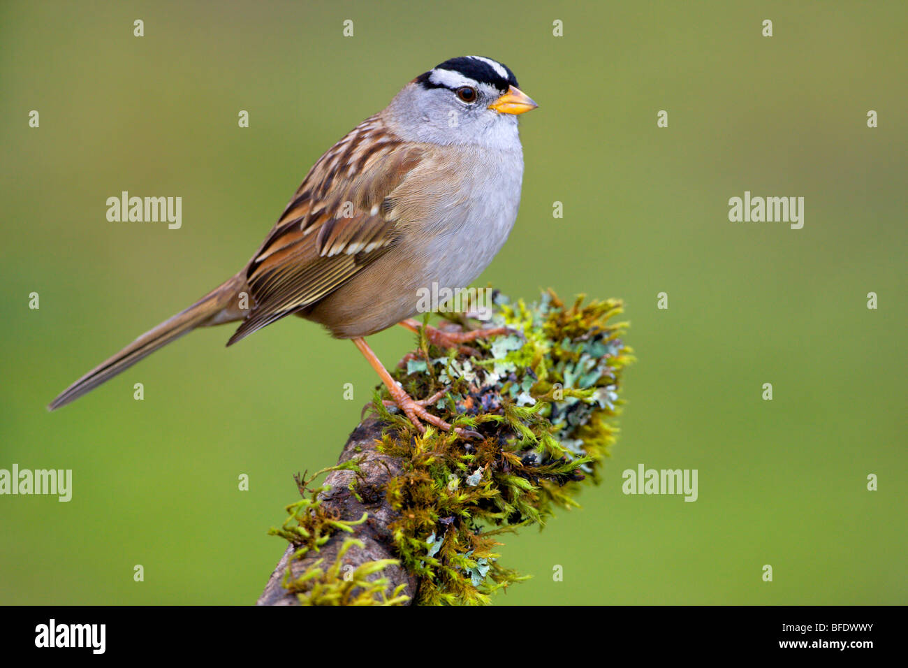 White-crowned Sparrow (Zonotrichia leucophrys) perched on a branch in ...