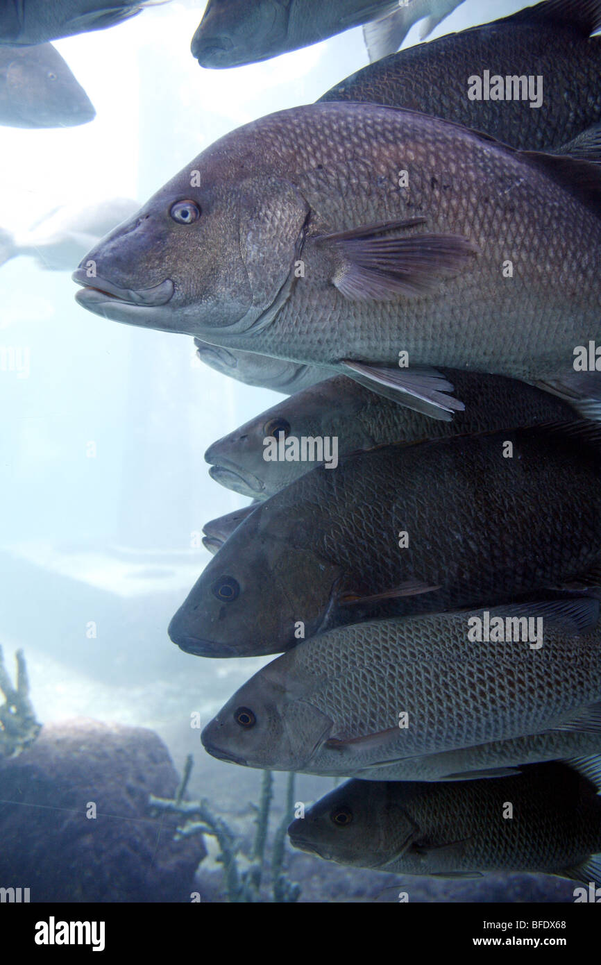 Fish swimming hi-res stock photography and images - Alamy