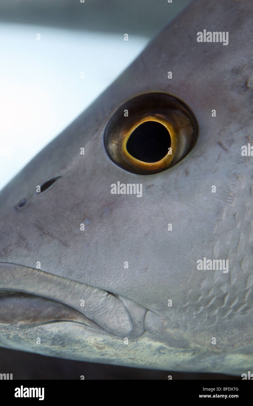 Eye of a fish Stock Photo - Alamy