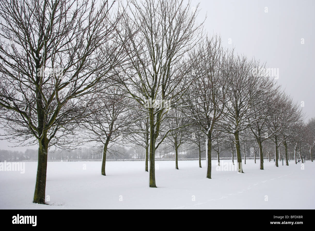 Snowy scenes trees uk hi-res stock photography and images - Alamy