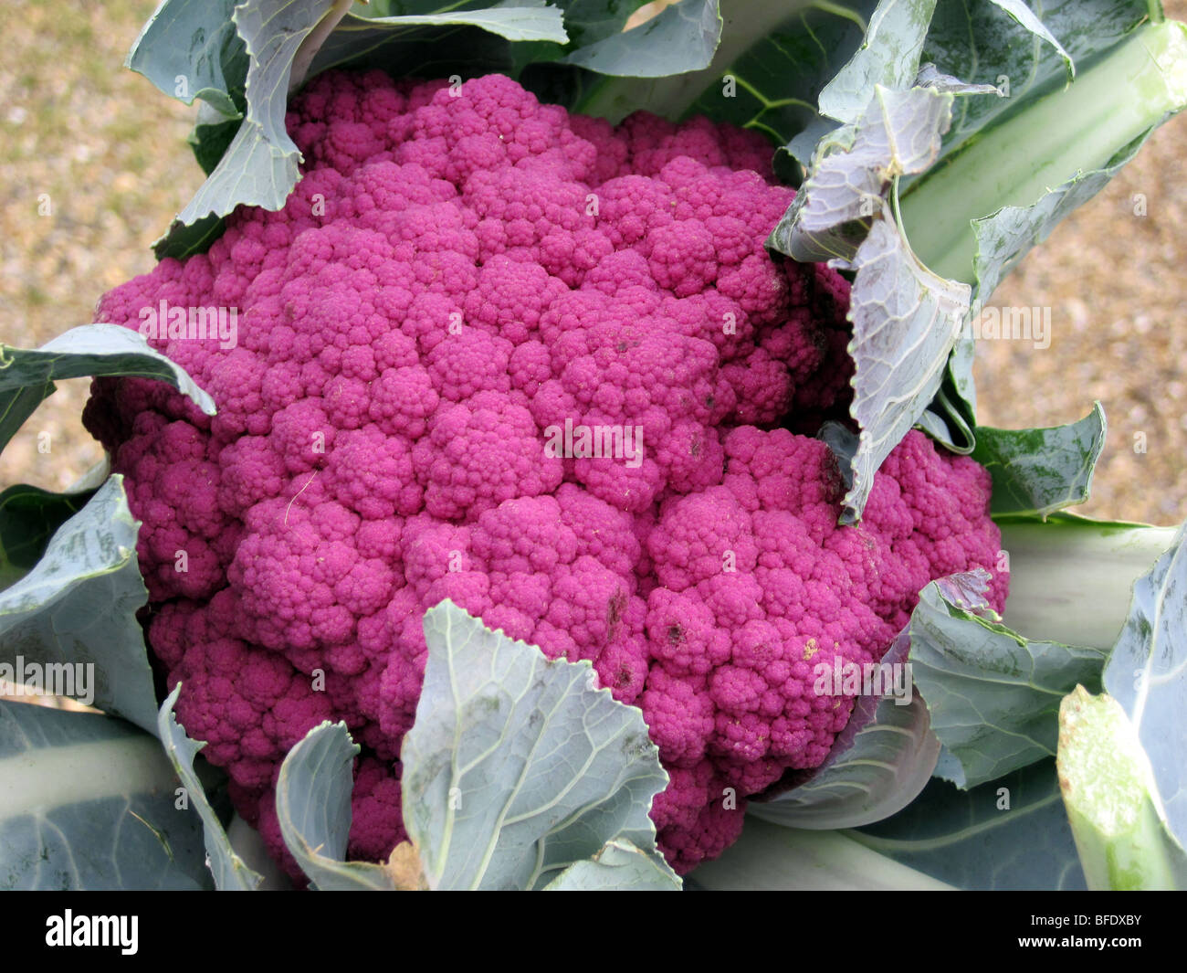 Coloured purple hi-res stock photography and images - Alamy