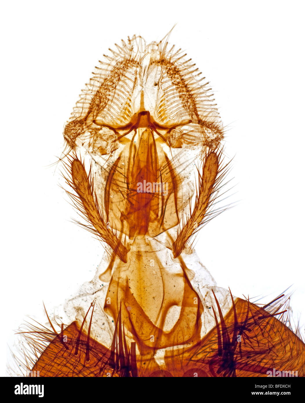 Diptera microscope entomology sponge fly mouthparts brightfield ...