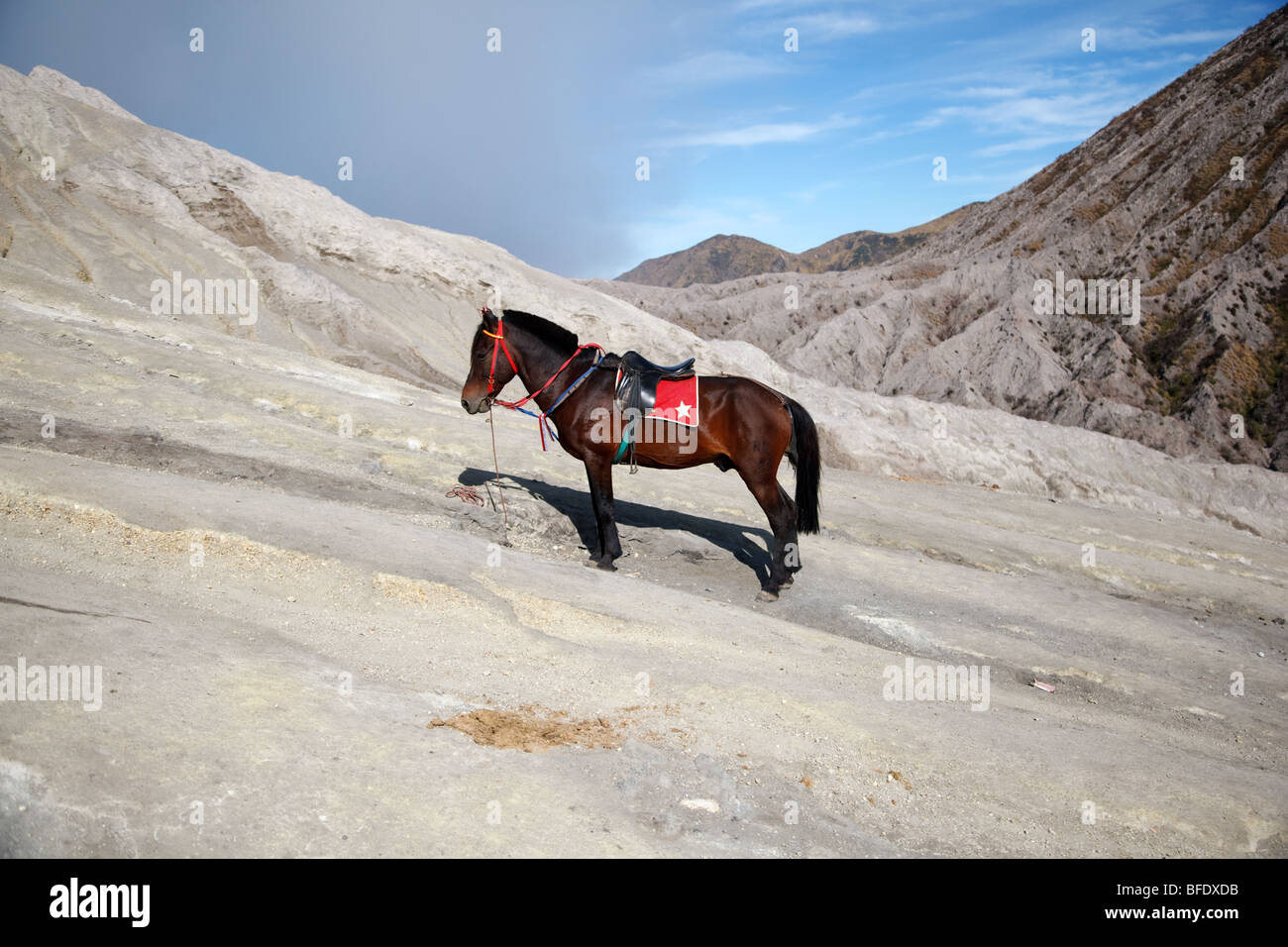A horse at Mount Bromo volcano in Java, Indonesia Stock Photo - Alamy