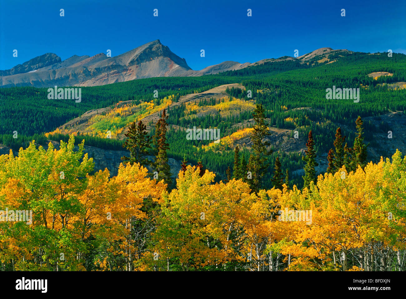 Autumn scenic in the Canadian Rockies, David Thompson Highway, Alberta ...