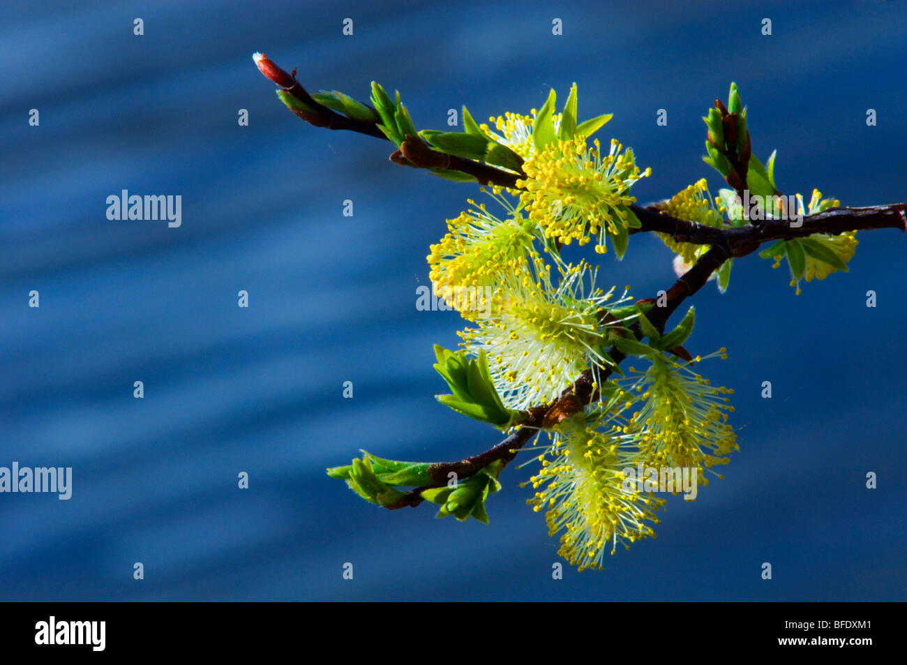 Emerging leaves hi-res stock photography and images - Alamy