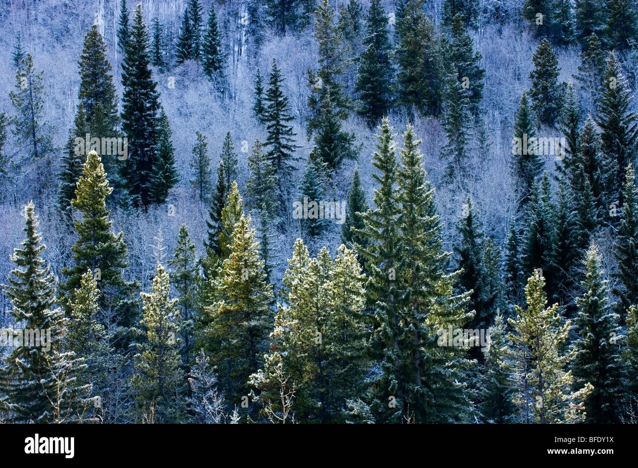 Sunrise and hoarfrost on trees on mountain slope, Mount Robson ...