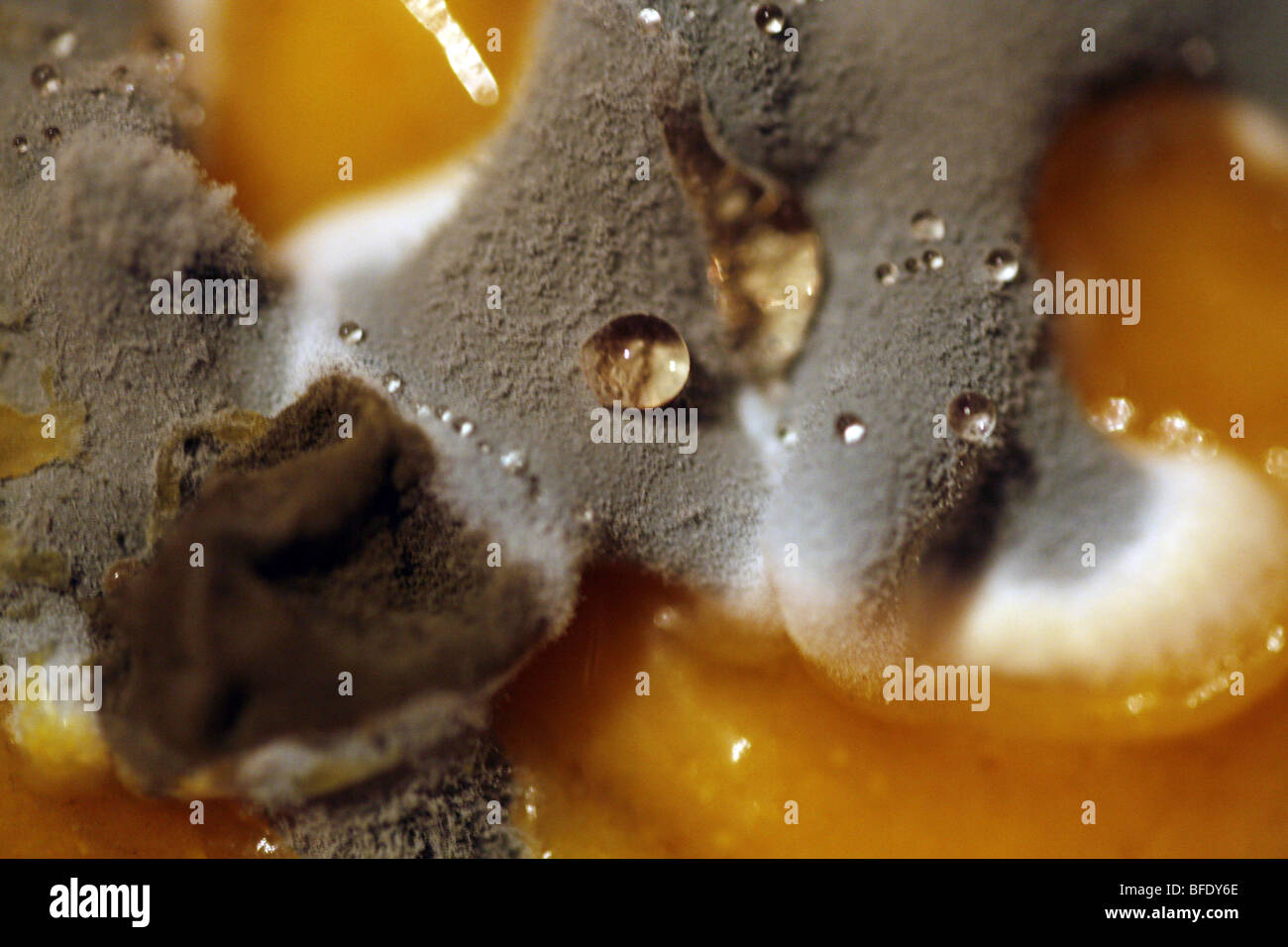 Food mould hi-res stock photography and images - Alamy