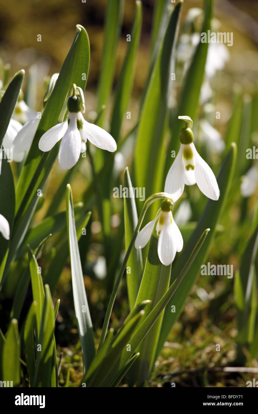Common white flower hi-res stock photography and images - Alamy