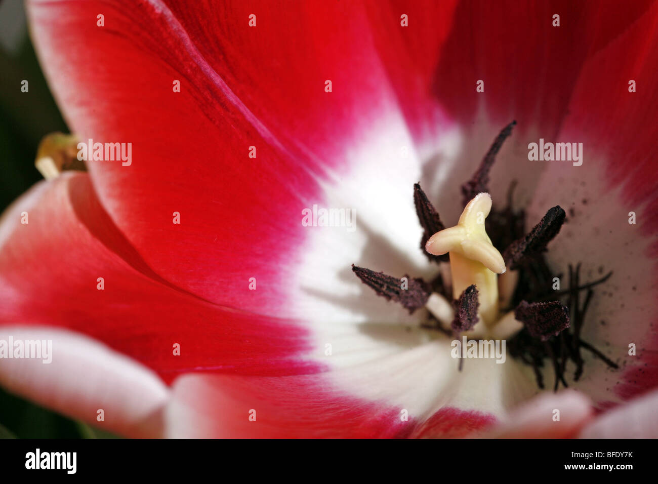 The Perianth of a red and white tulip flower showing the stamens and pistil Stock Photo - Alamy