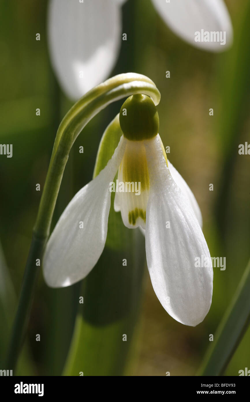 White Common Snowdrop (Galanthus) flowers in Spring Stock Photo - Alamy