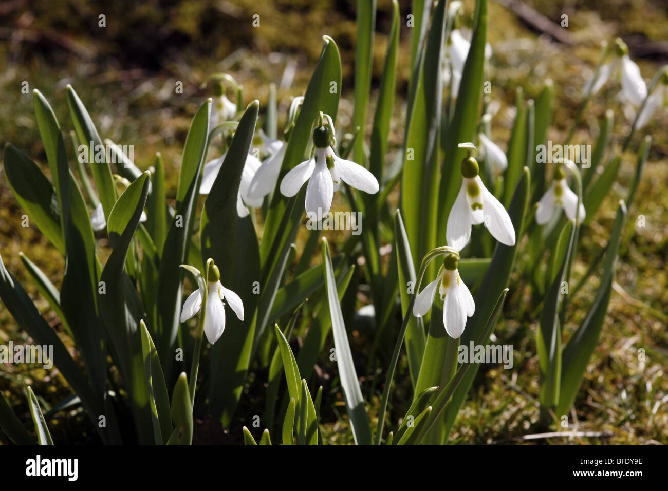 White Common Snowdrop (Galanthus) flowers in Spring Stock Photo - Alamy