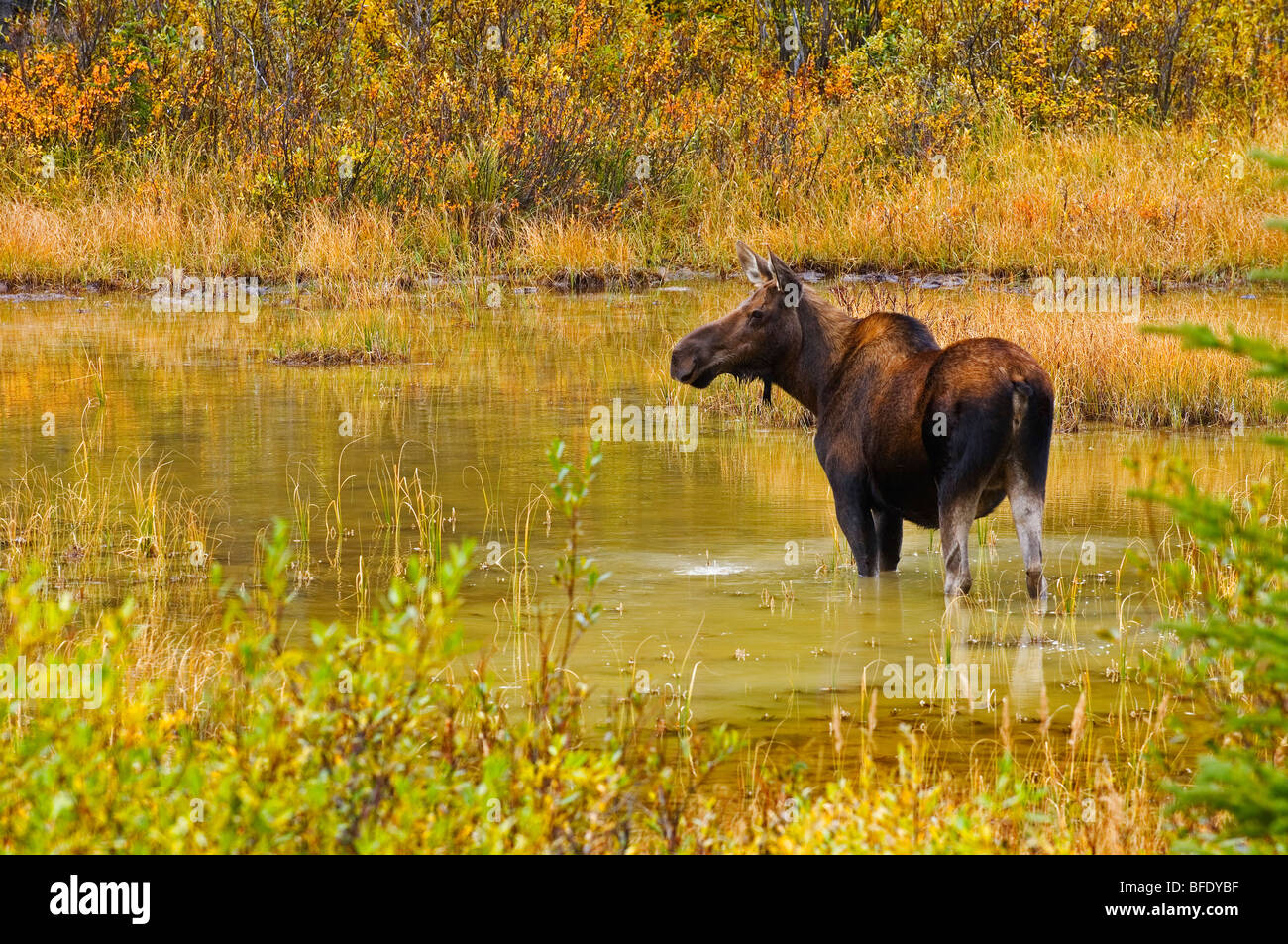 Moose canada hi-res stock photography and images - Alamy
