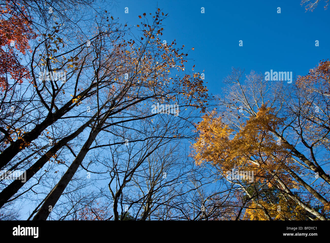 Trees in Fall, Great Smoky Mountains national Park, Tennessee Stock ...