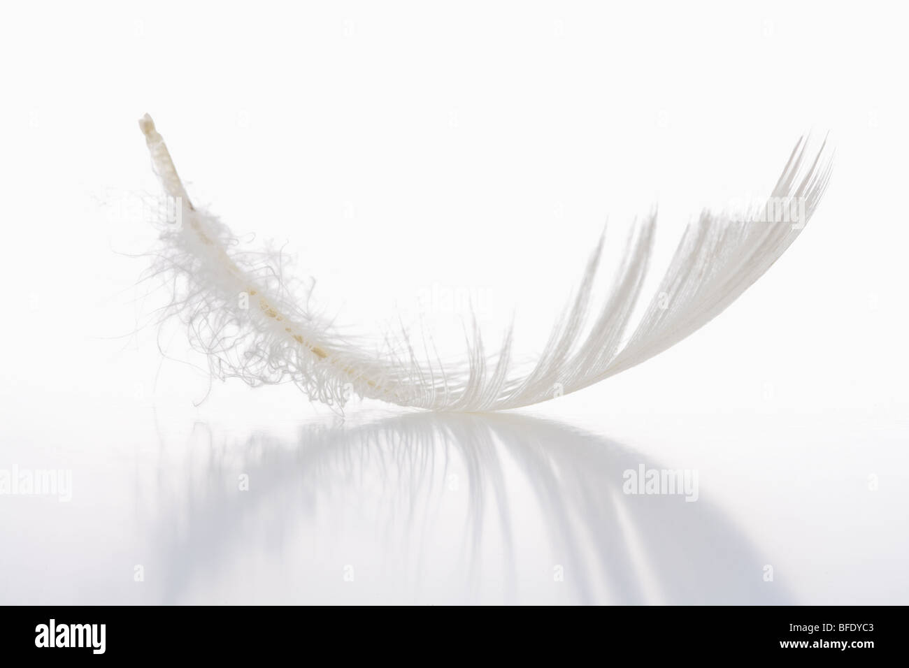 single white feather isolated on white background with reflection Stock ...