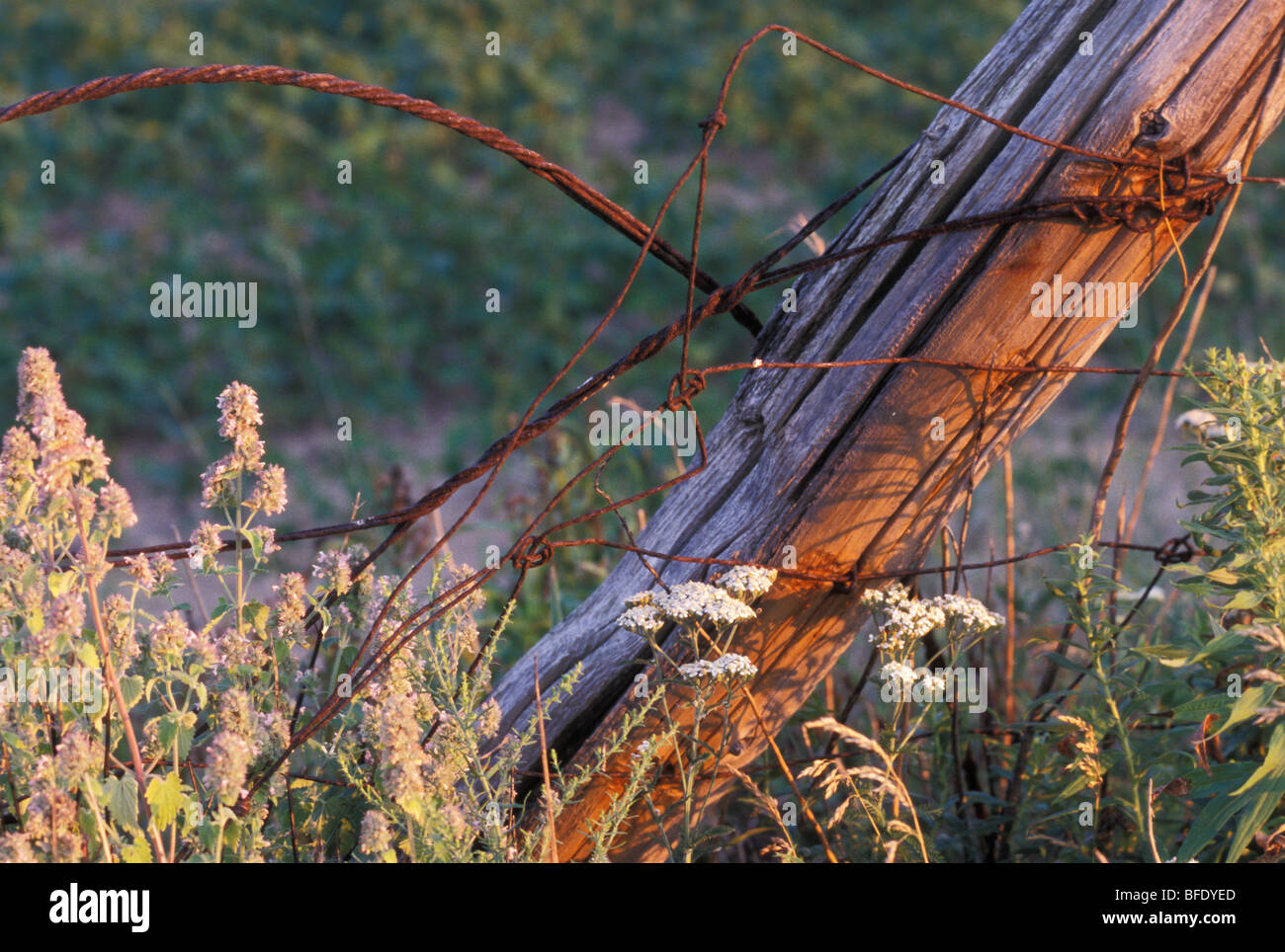 Leaning Farm Fence Post Amongst Weeds in Evening Sun Stock Photo - Alamy