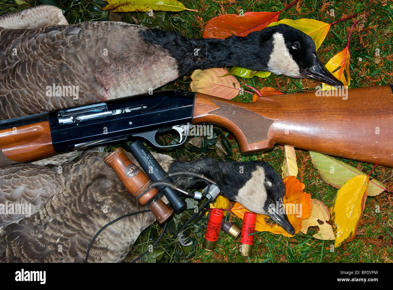 Dead geese hi-res stock photography and images - Alamy