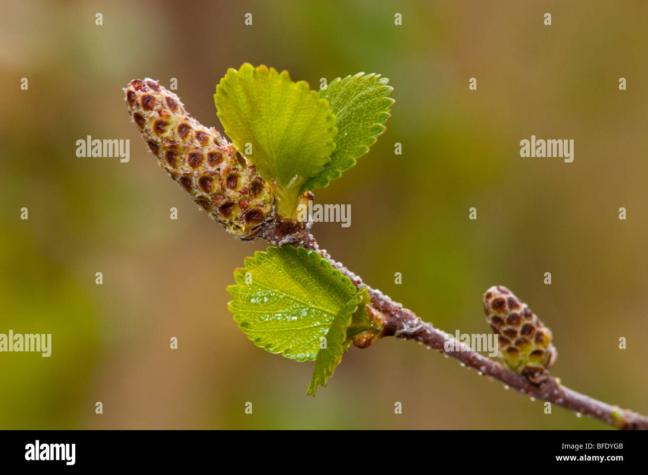 New leaf growth and catkins of alder (Alnus) tree, Banff National Park ...