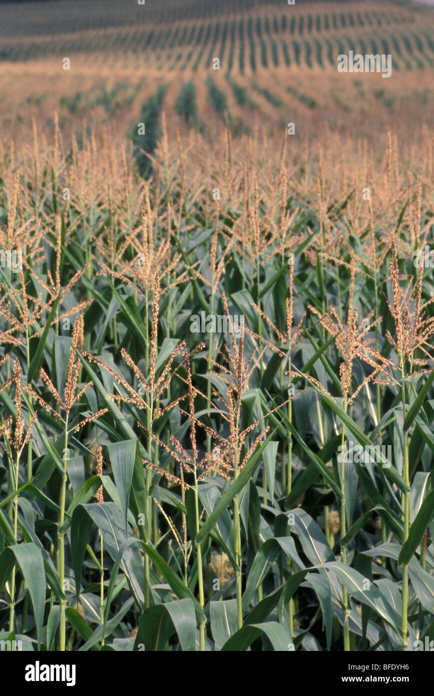 Corn Tassels, Leaves and Rows in a Hilly Cornfield Stock Photo - Alamy