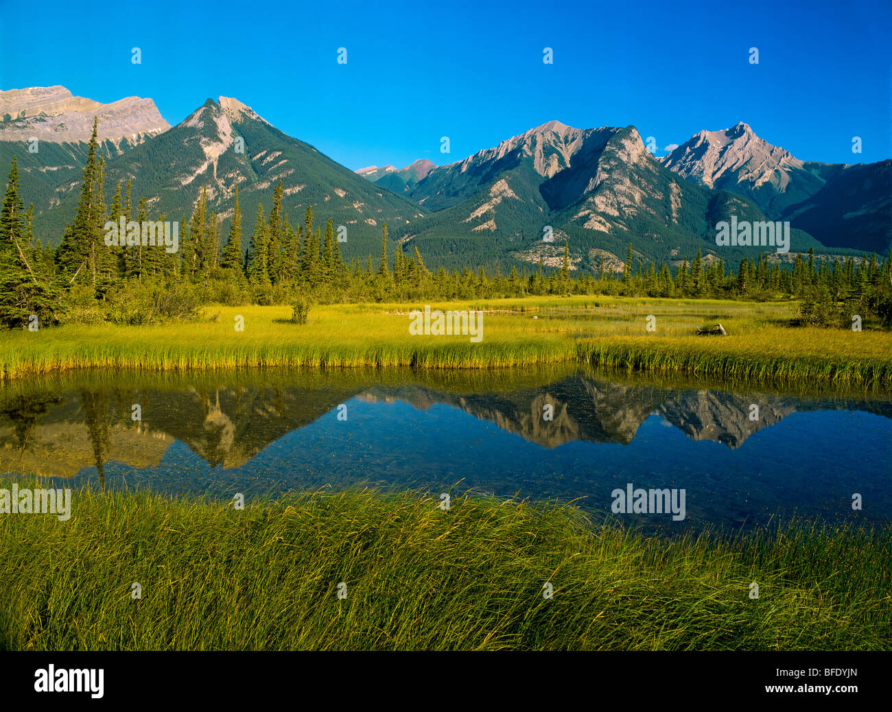 Pond along the Athabasca River, Jasper National Park, Alberta, Canada ...