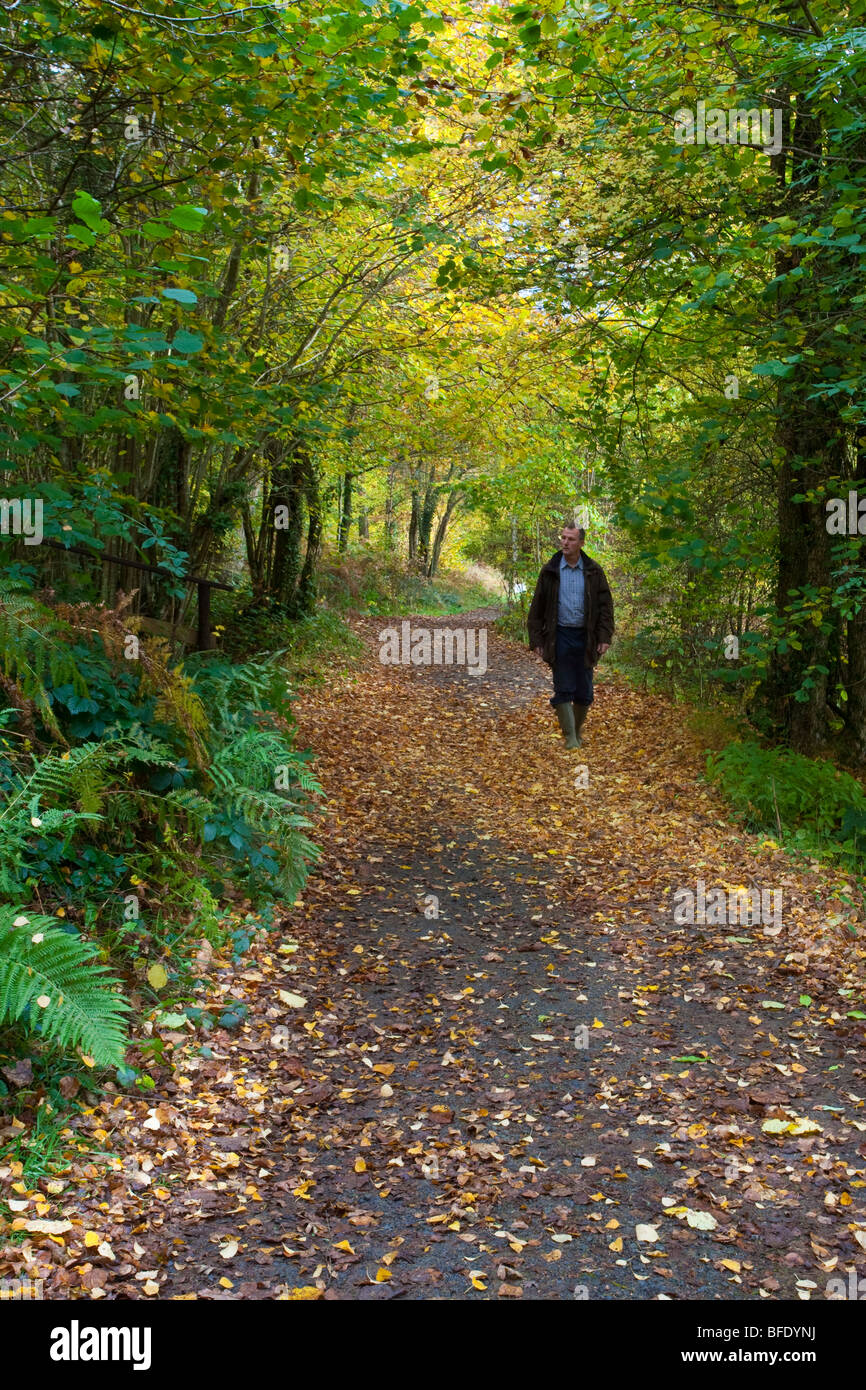 Man walking through avenue of trees in autumn Stock Photo - Alamy