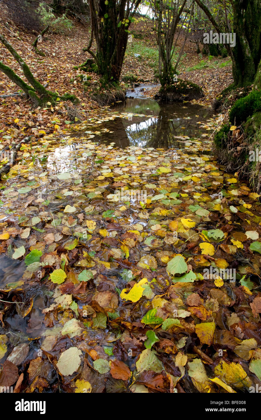 Autumn leaves covering surface of the water Stock Photo - Alamy