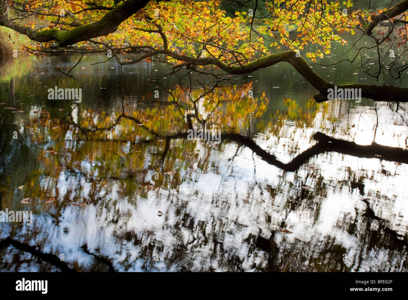 Branch of oak tree stretching out over water with reflections Stock ...