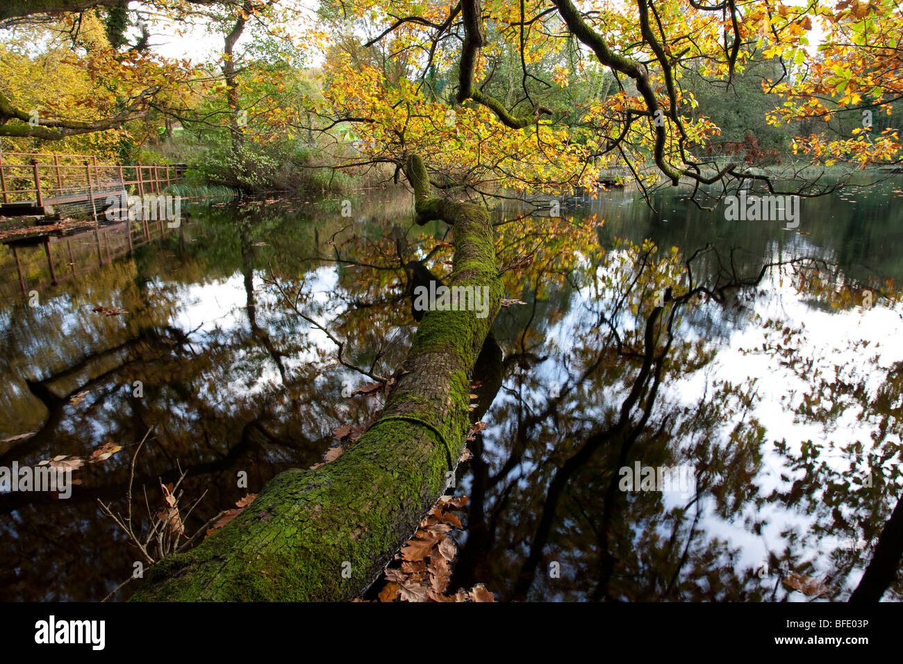 Branch of oak tree with reflection in pool Stock Photo - Alamy
