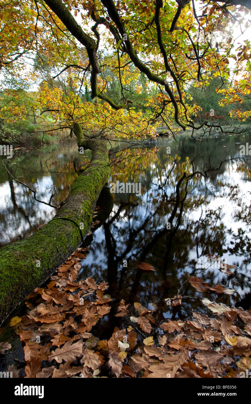 Branch of oak tree over water Stock Photo - Alamy