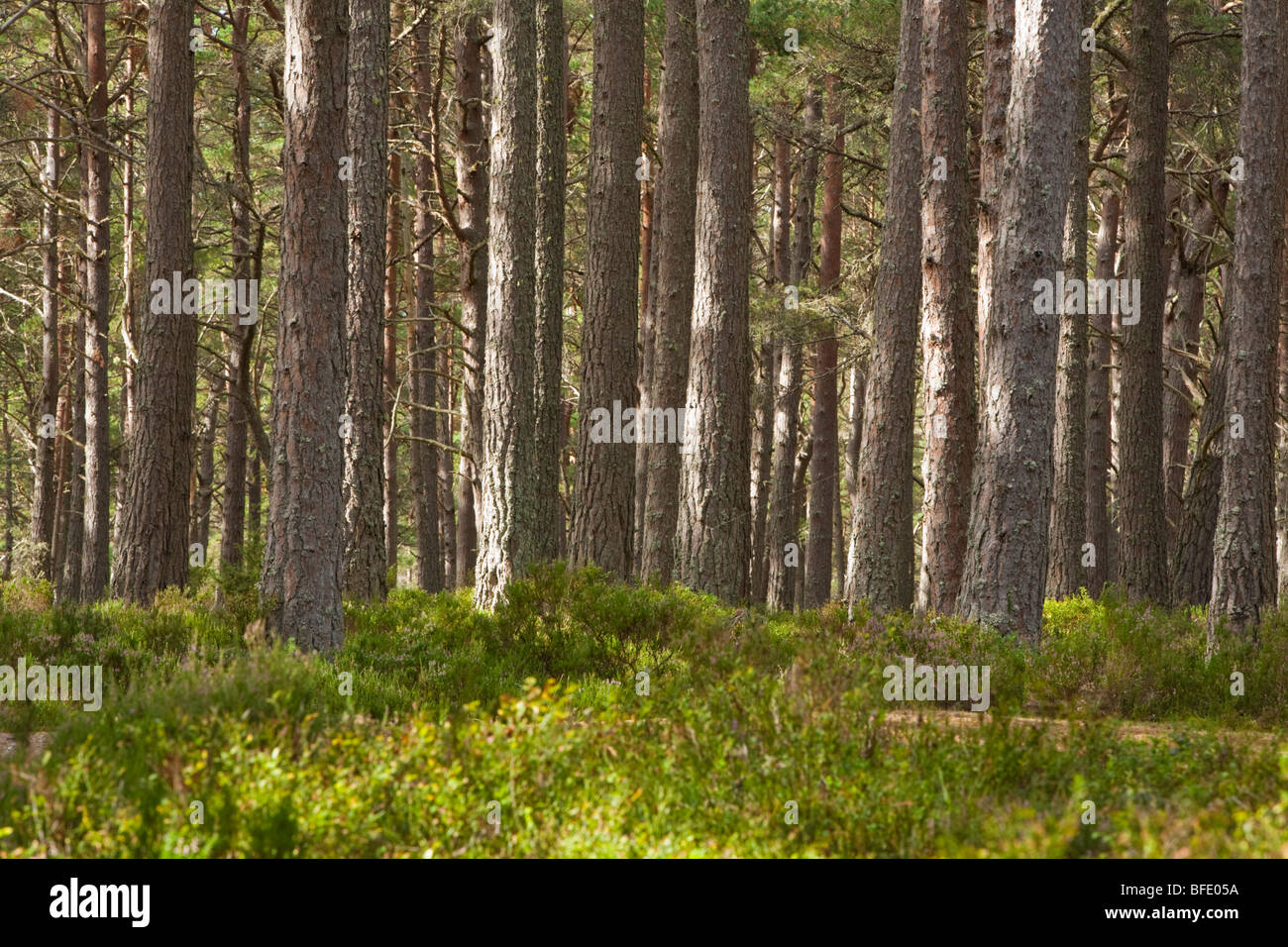 Caledonian Pine Forest at Abernethy Forest National Nature Reserve ...