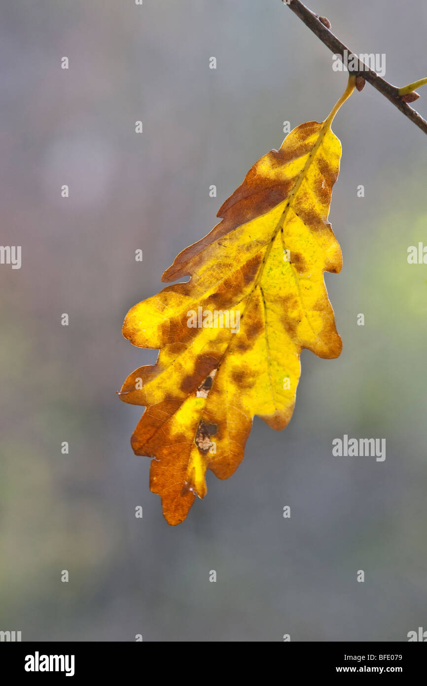 Oak leaf showing autumn color Stock Photo - Alamy