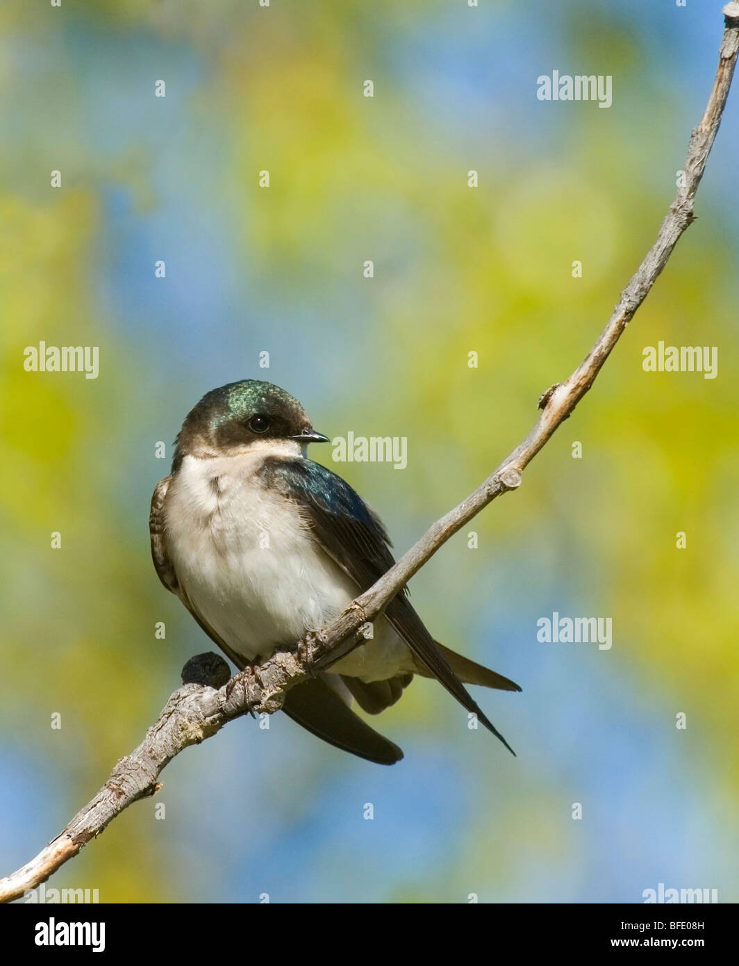 Tree swallows perch hi-res stock photography and images - Alamy