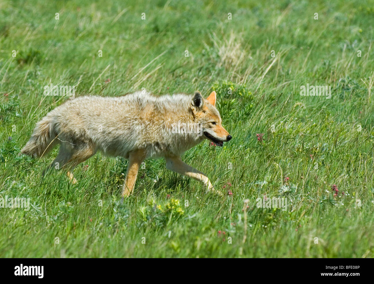 Adult coyote (Canis latrans) hunting on prairie grasslands, Waterton ...