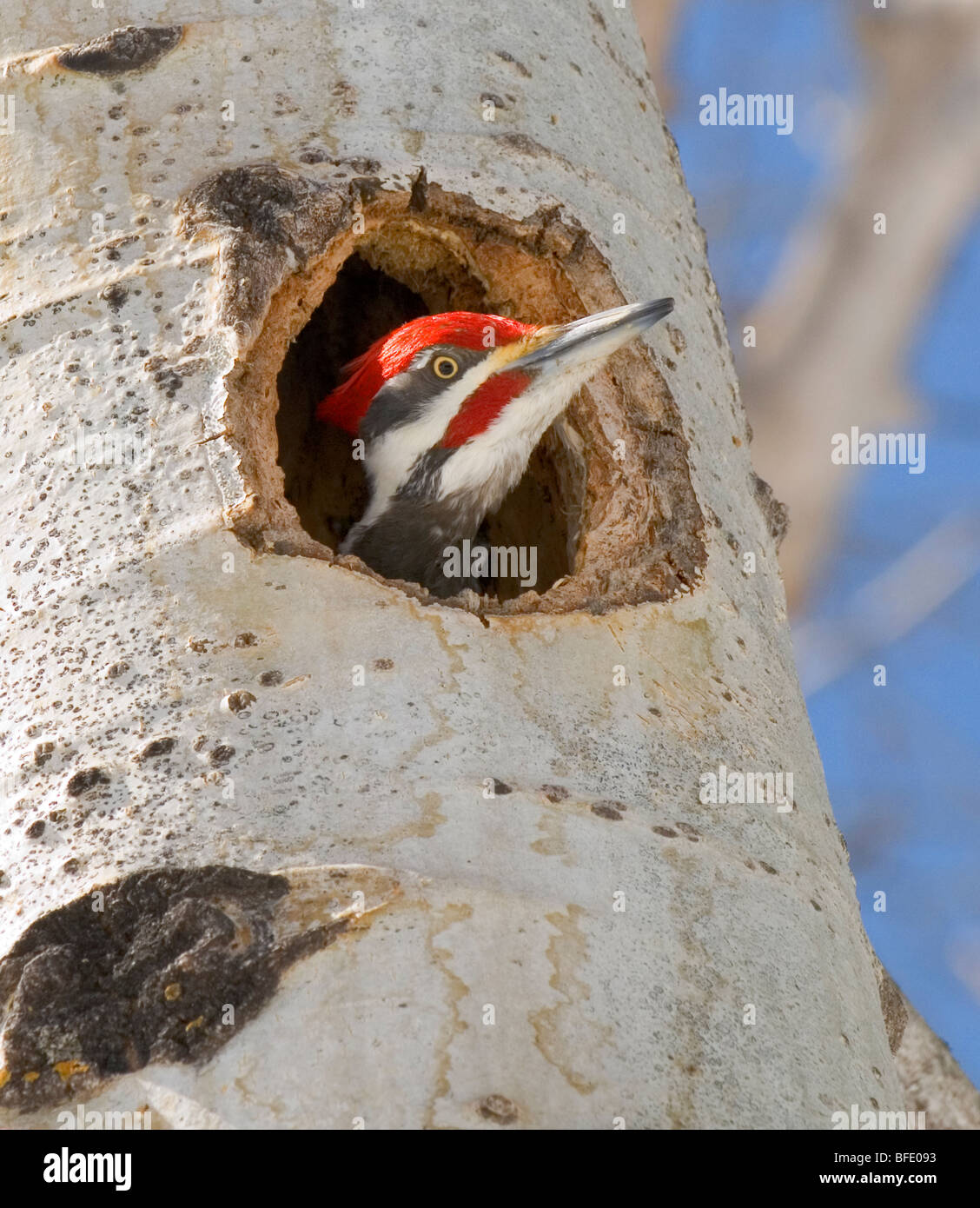 Woodpecker Holes In Tree High Resolution Stock Photography and Images ...