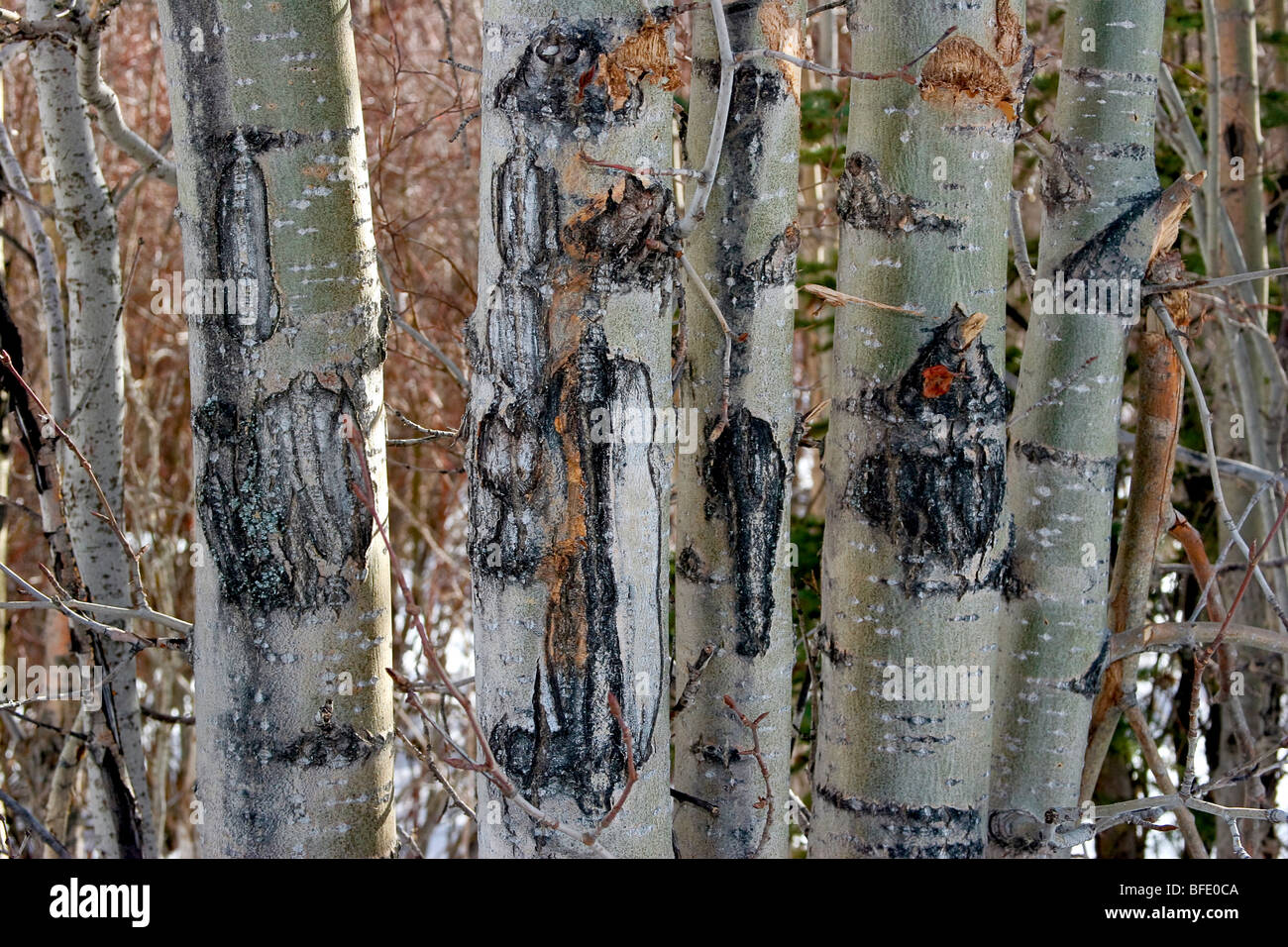 Damage elk hi-res stock photography and images - Alamy