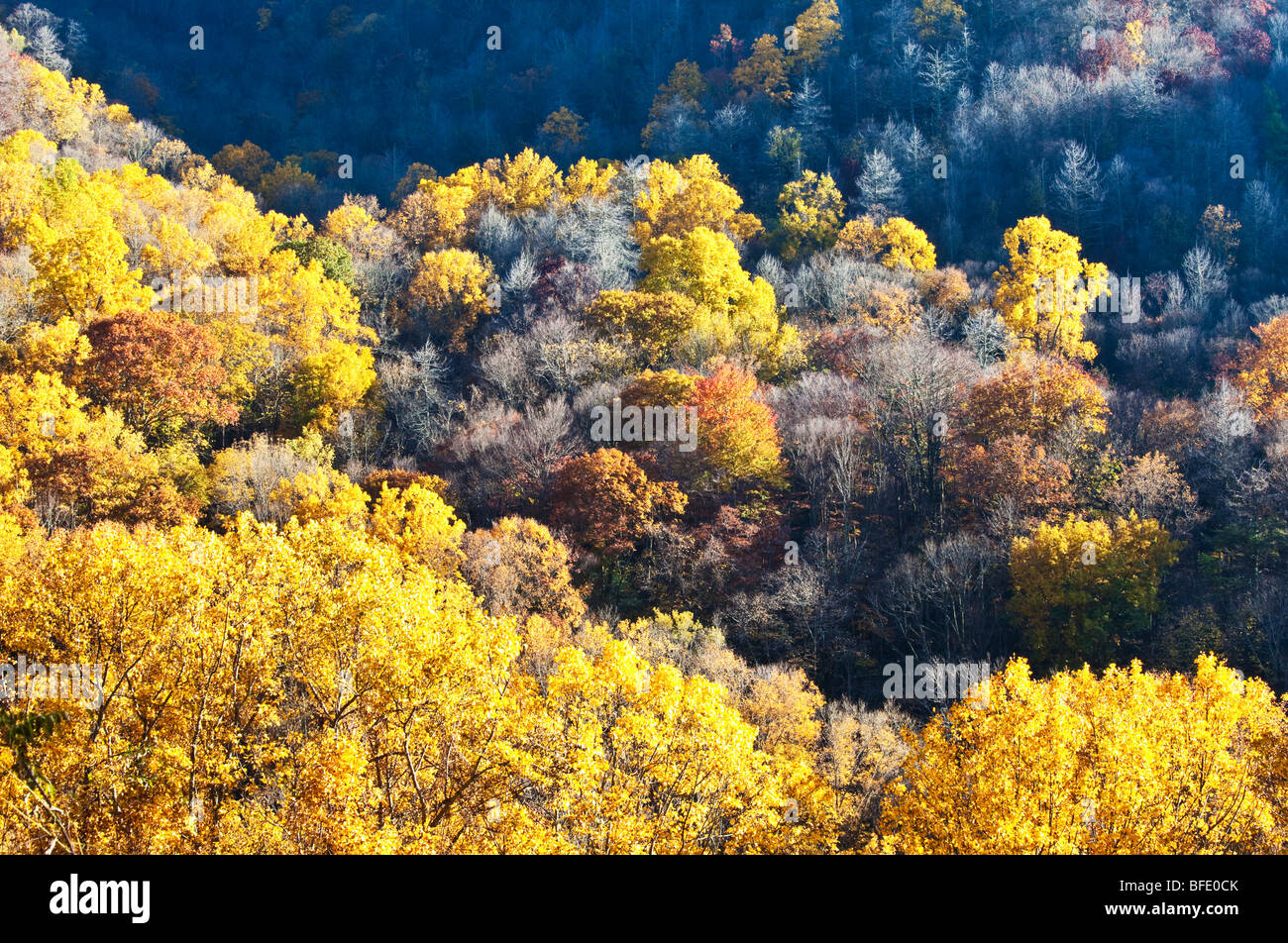 View of trees in fall from Newfound Gap Road, Great Smoky Mountains ...