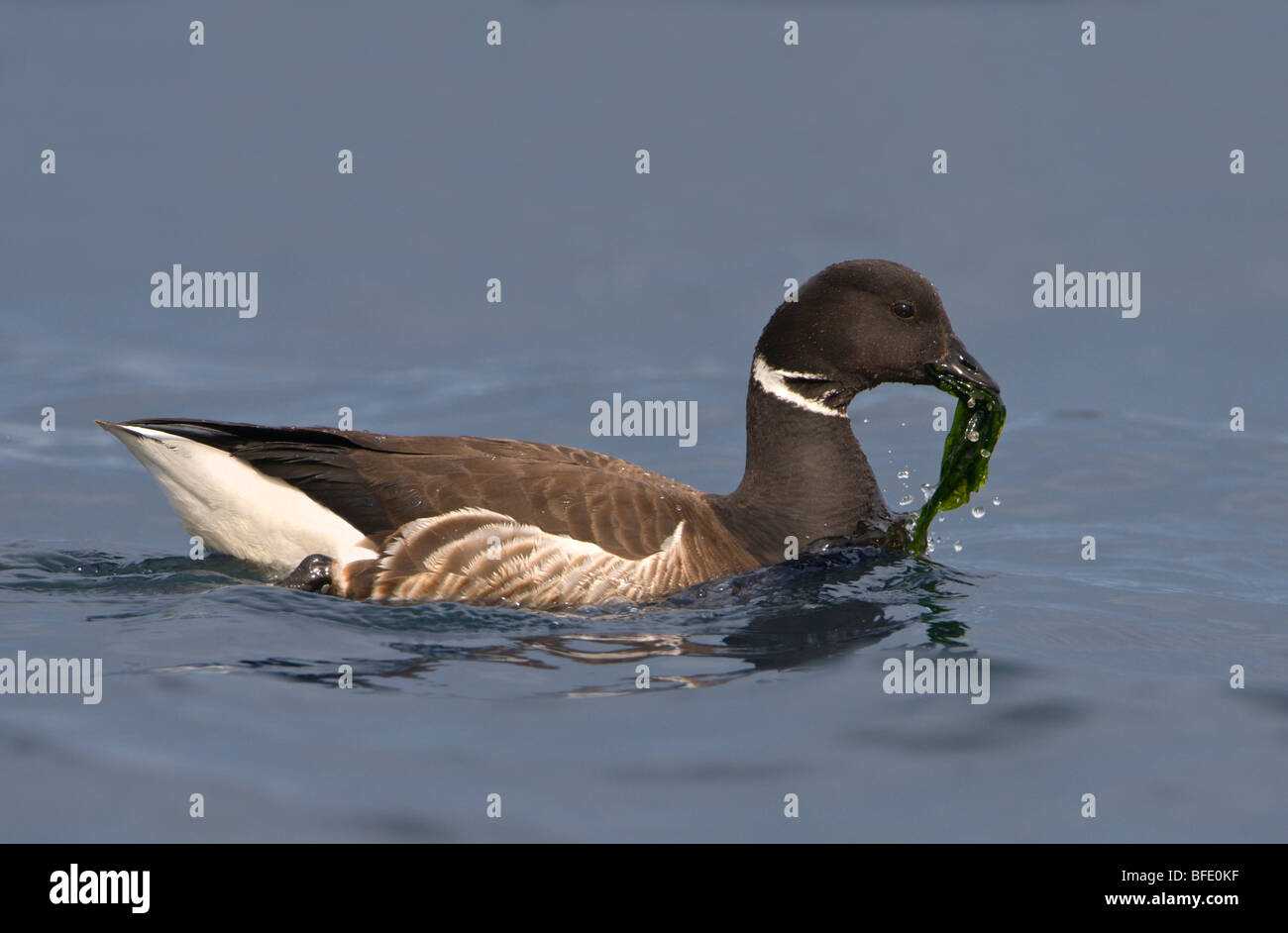 Plant eating animals hi-res stock photography and images - Alamy