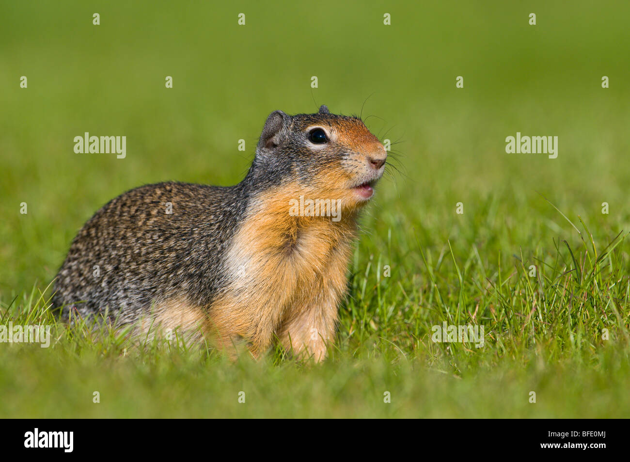 Columbia ground squirrel (Spermophilus columbianus), Manning Provincial ...