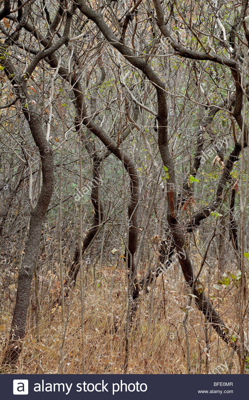 Twisted Tree Trunk High Resolution Stock Photography and Images - Alamy