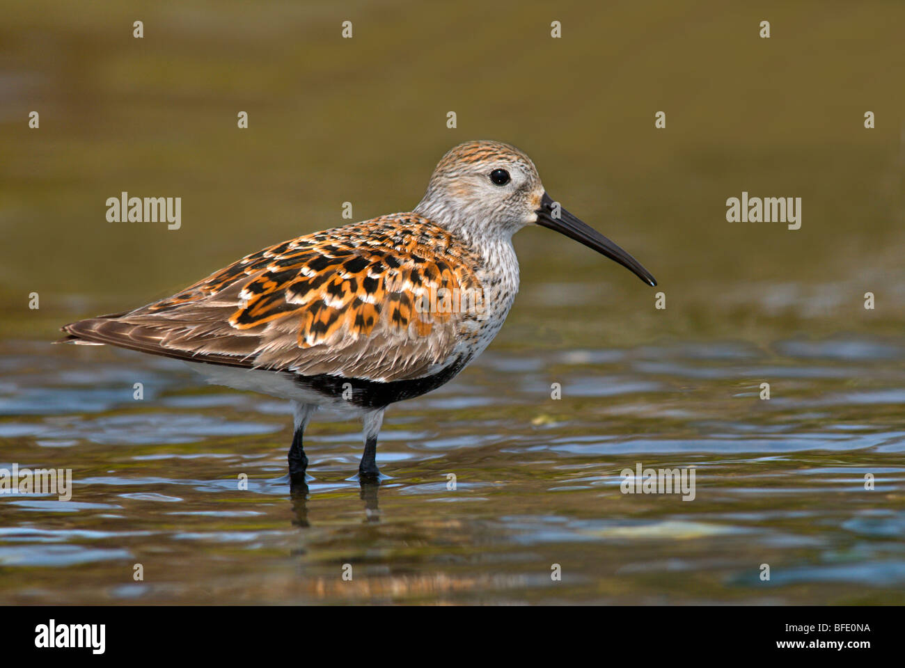 Breeding plumage on Dunlin (Calidris alpina), Oak Bay, Victoria ...