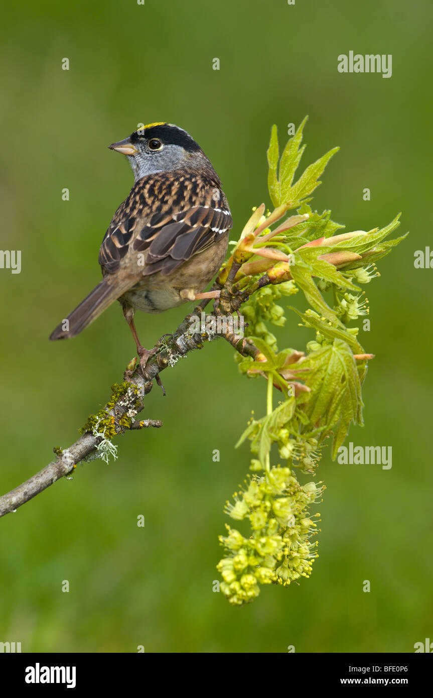 Golden-crowned sparrow (Zonotrichia atricapilla) on perch in Victoria ...