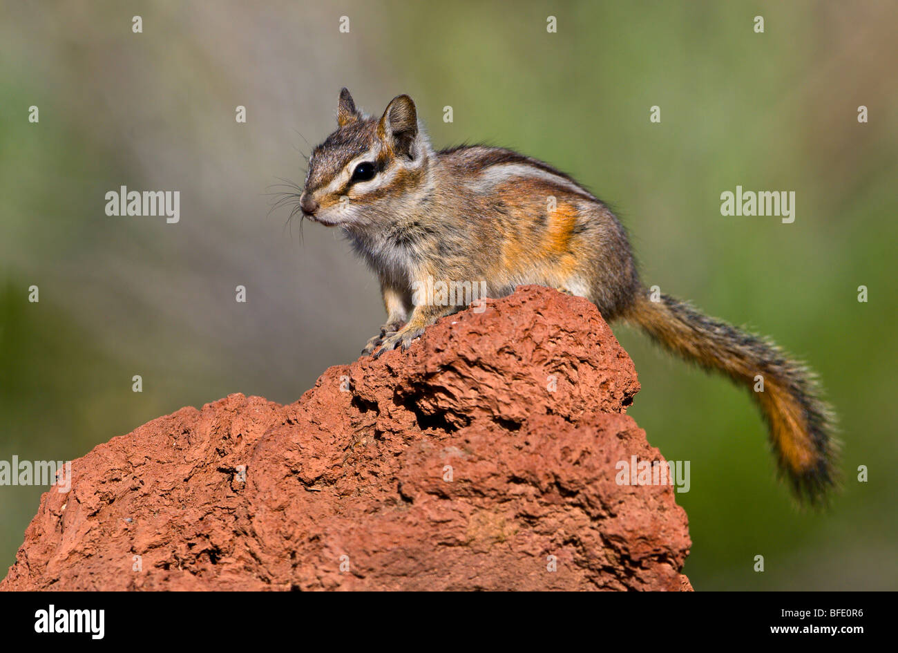 Least chipmunk (Tamias minimus) perched on rock in Deschutes National ...