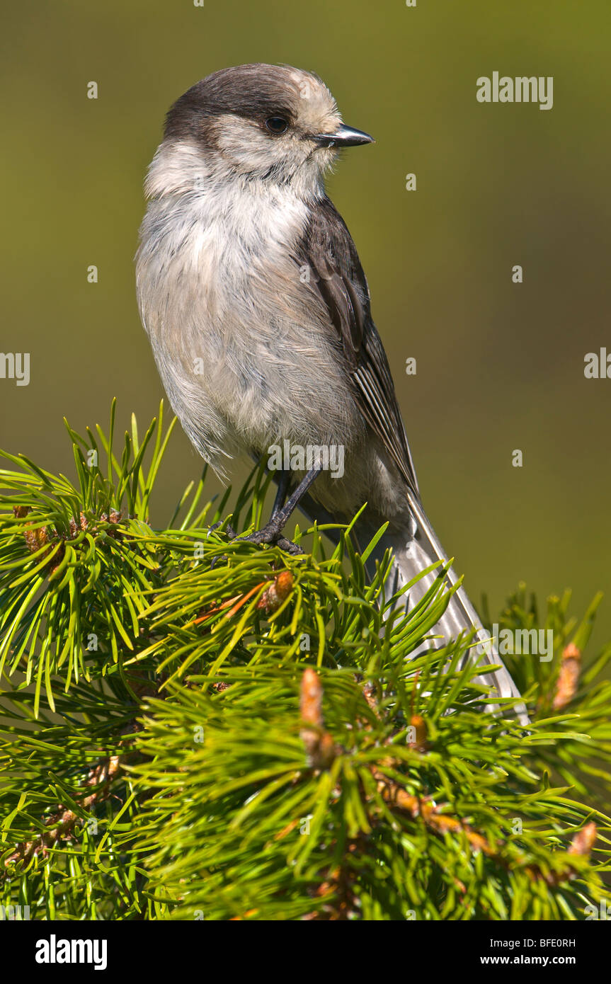 Gray jay (Perisoreus canadensis) in Manning Provincial Park, British ...
