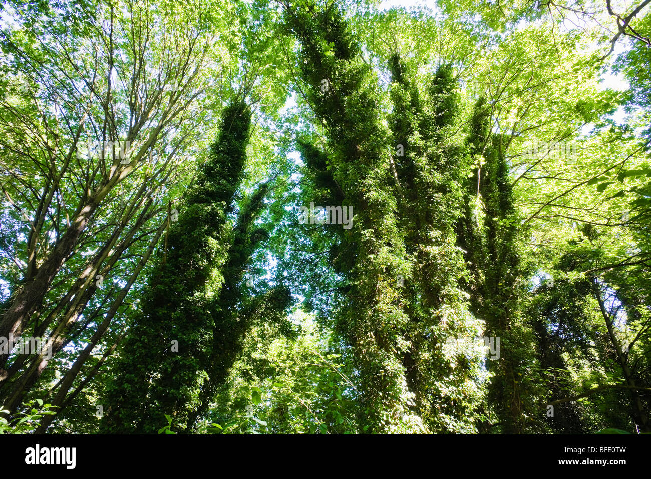 Invasive species environment issues hi-res stock photography and images ...