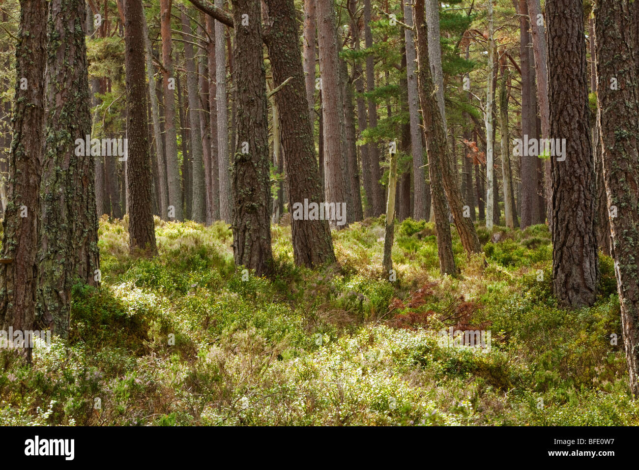Caledonian Pine Forest at Abernethy Forest National Nature Reserve ...