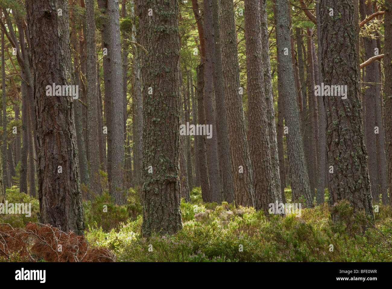 Caledonian Pine Forest at Abernethy Forest National Nature Reserve ...