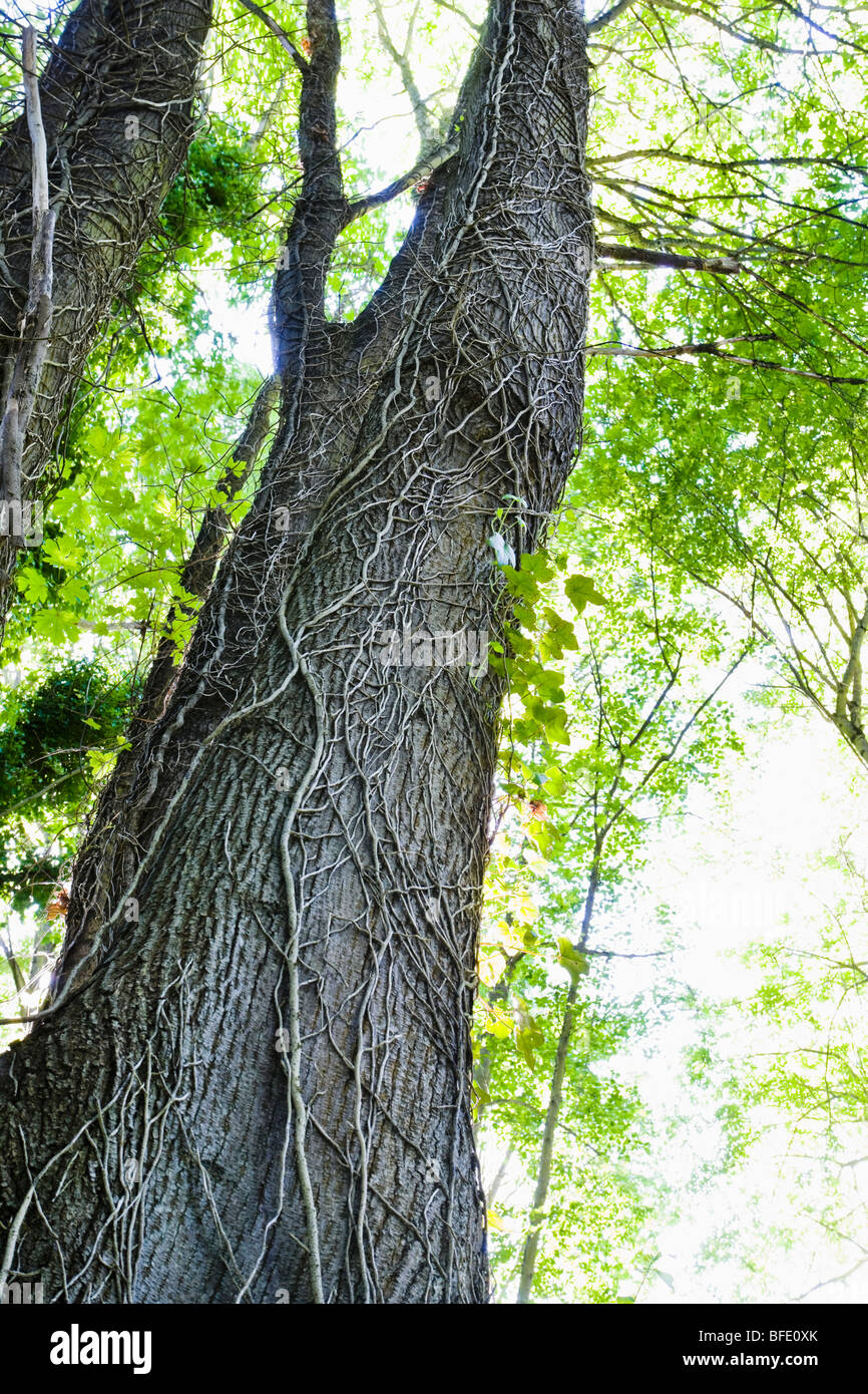Dead ivy vines hand on a tree in an urban forest after being cut by ...