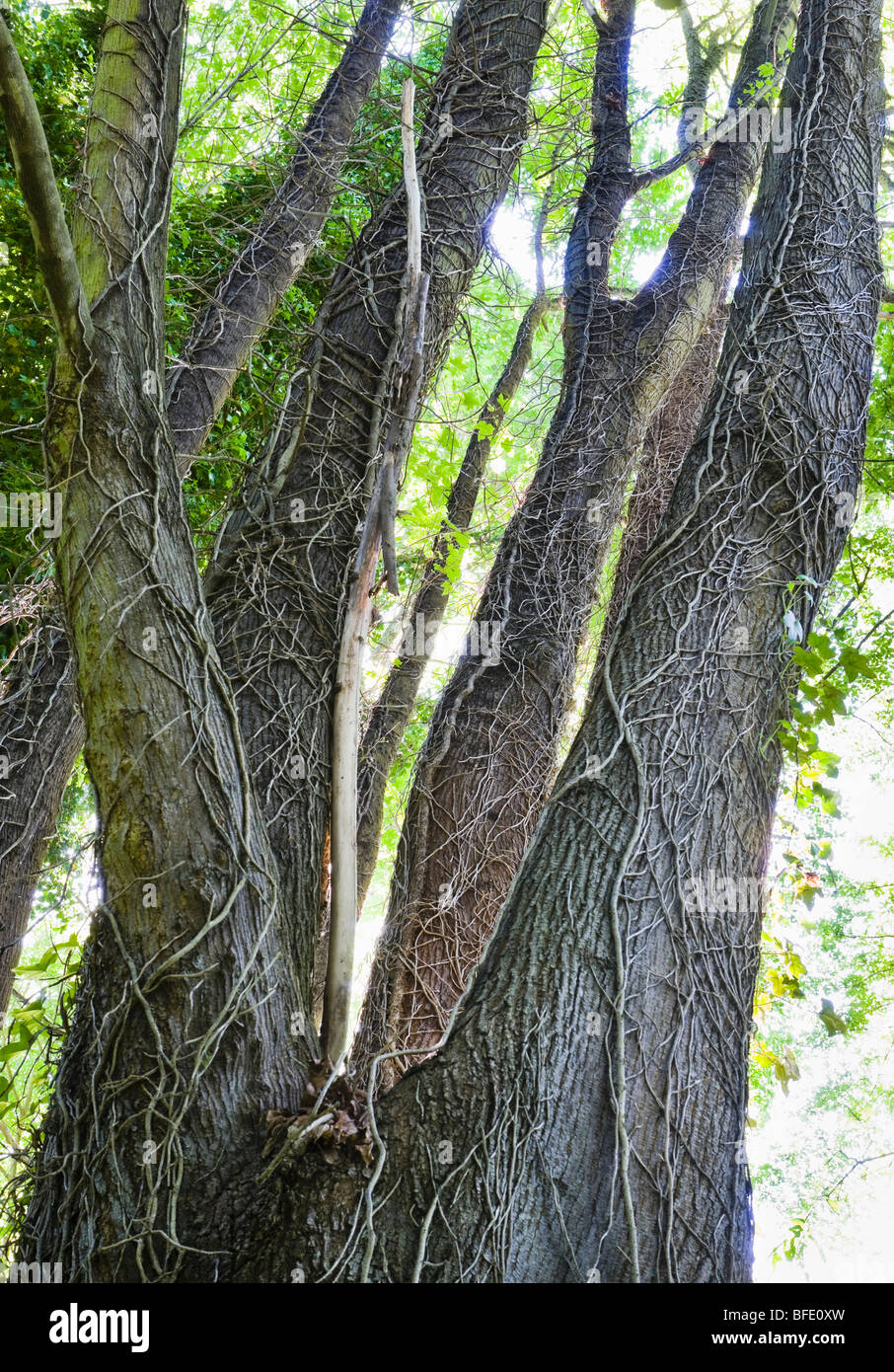 Dead ivy vines hang on a tree in an urban forest after being cut by ...