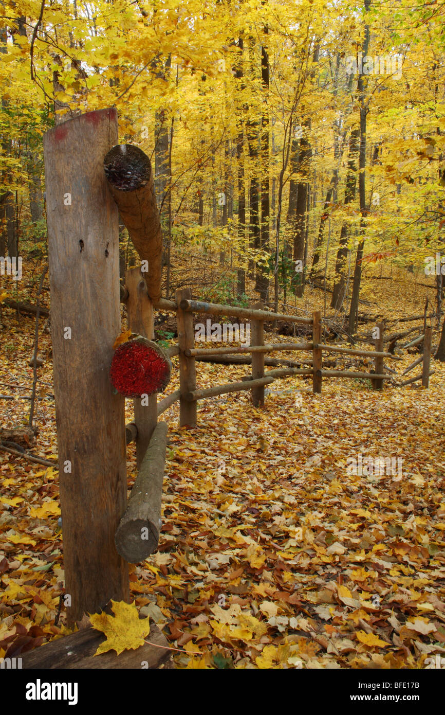 Autumn maple leaves during golden hi-res stock photography and images ...