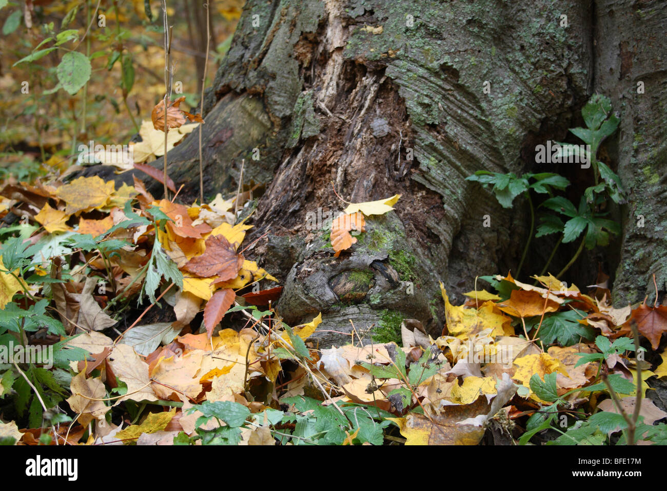 American beech tree hi-res stock photography and images - Alamy